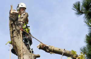 Tree Services Bellevue, WA | Removal, Pruning & Emergency Care