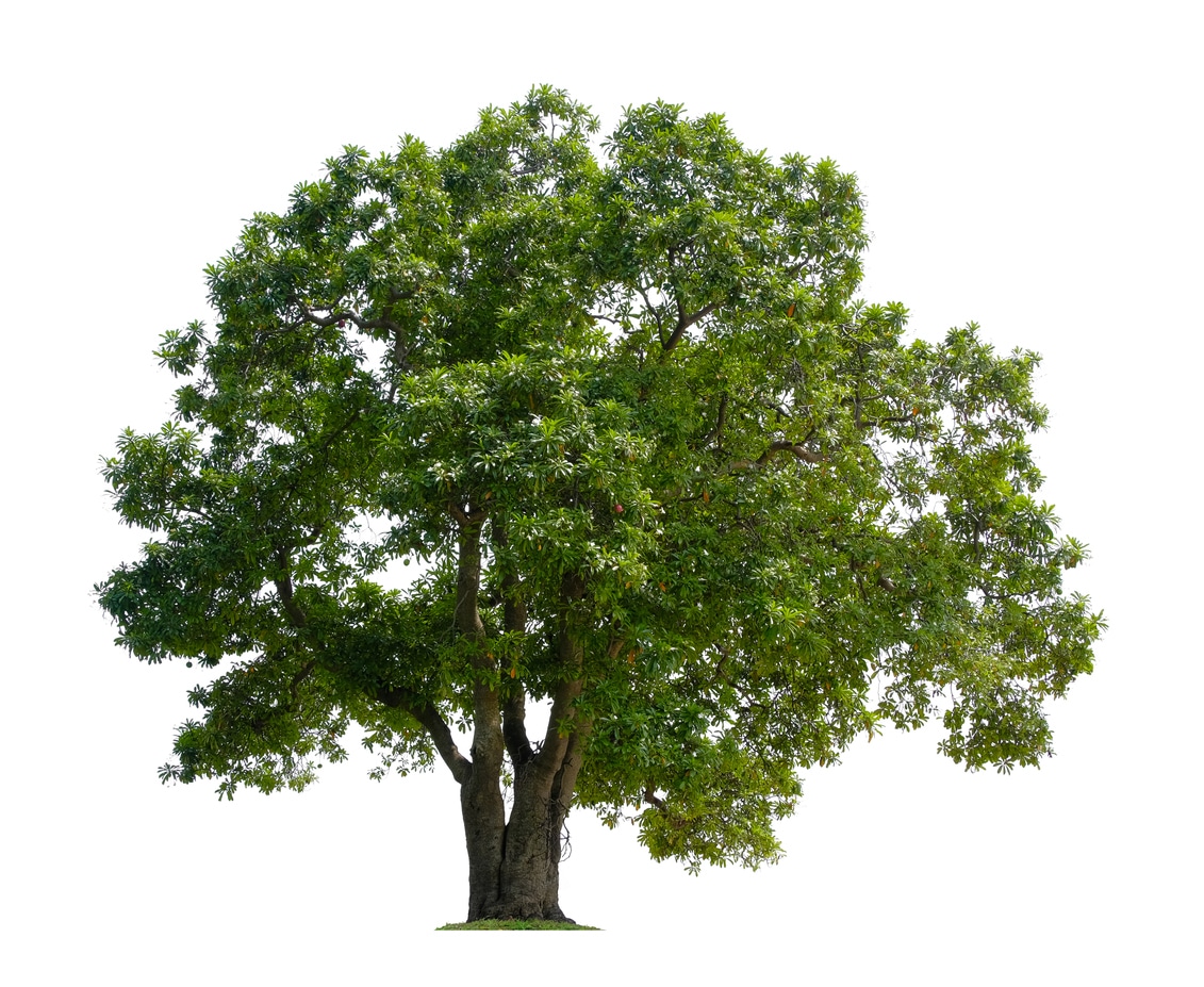 5 Warning Signs That Indicate You Need Immediate Tree Trimming