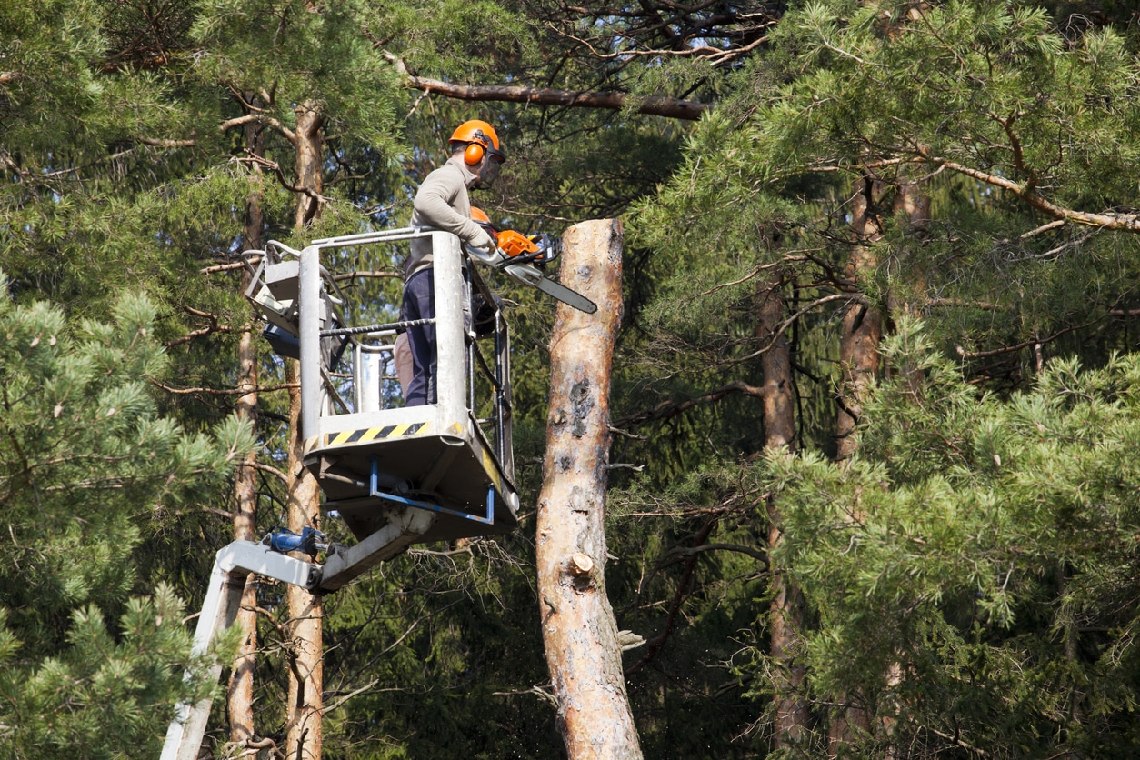 Top 5 Common Mistakes to Avoid During Tree Cutting
