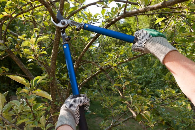 Tree Pruning Techniques: How to Shape and Care for Your Trees