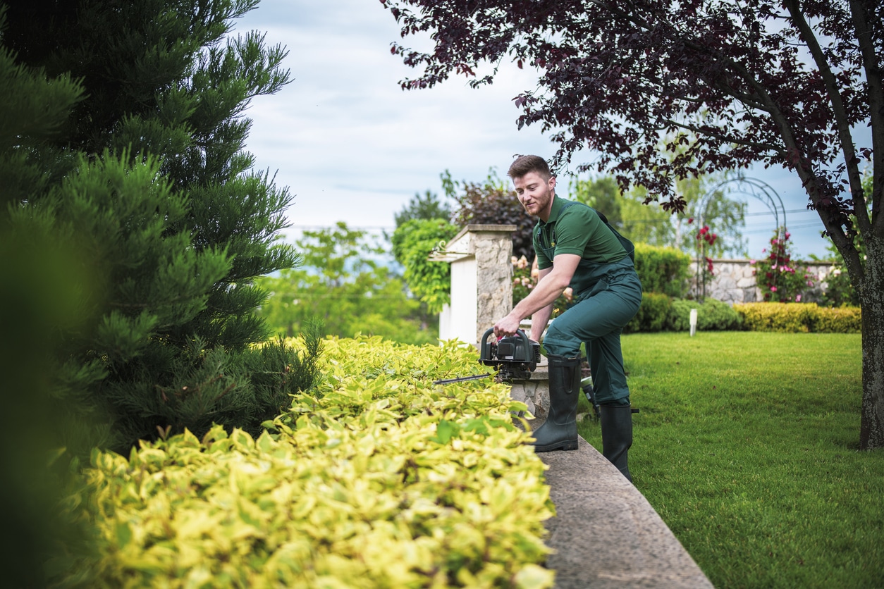 Top 5 Benefits of Professional Tree Pruning Services