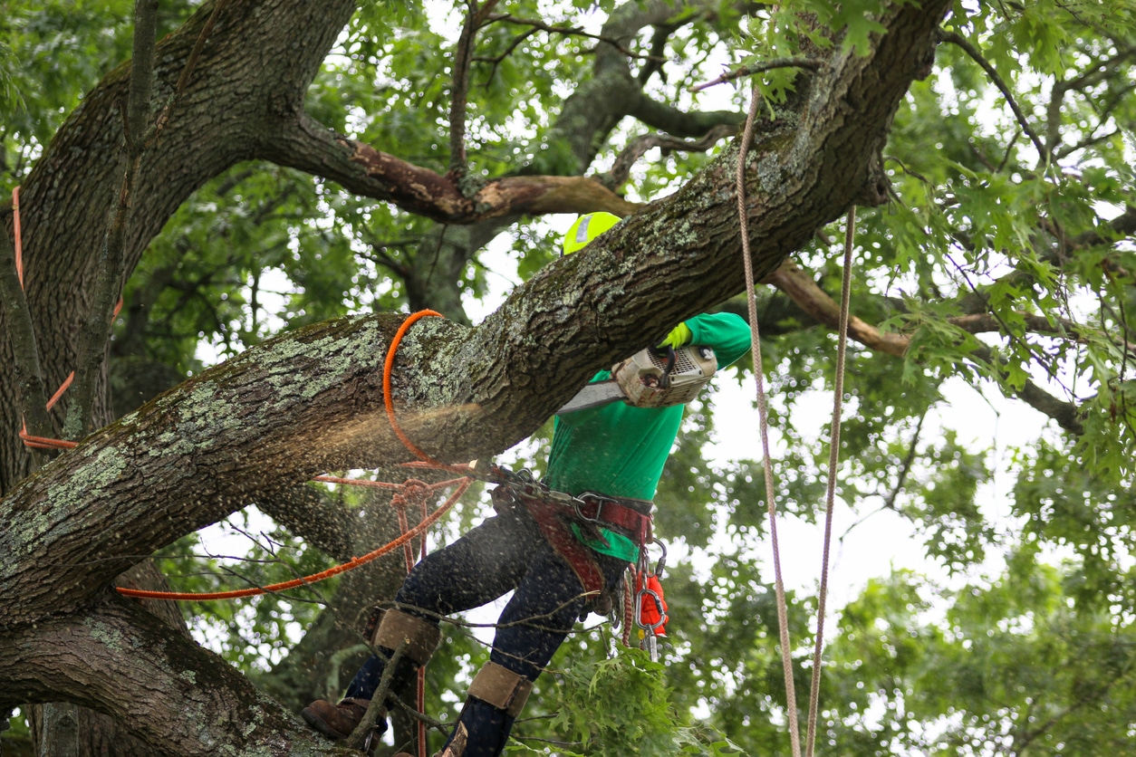 Common Signs Your Tree Needs Removal: A Homeowner's Checklist