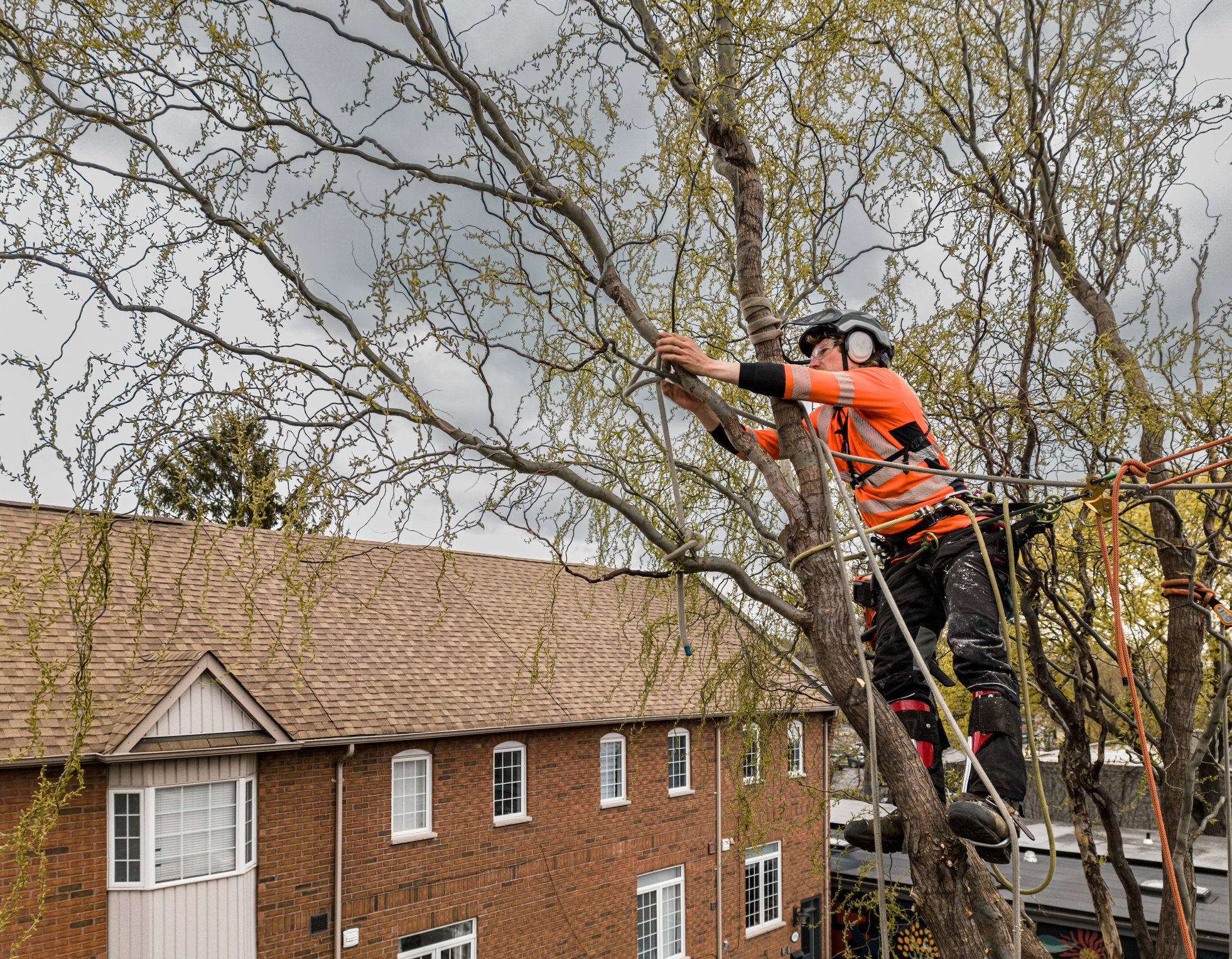 Residential Harmony: Best Tree Removal Practices for Homeowners