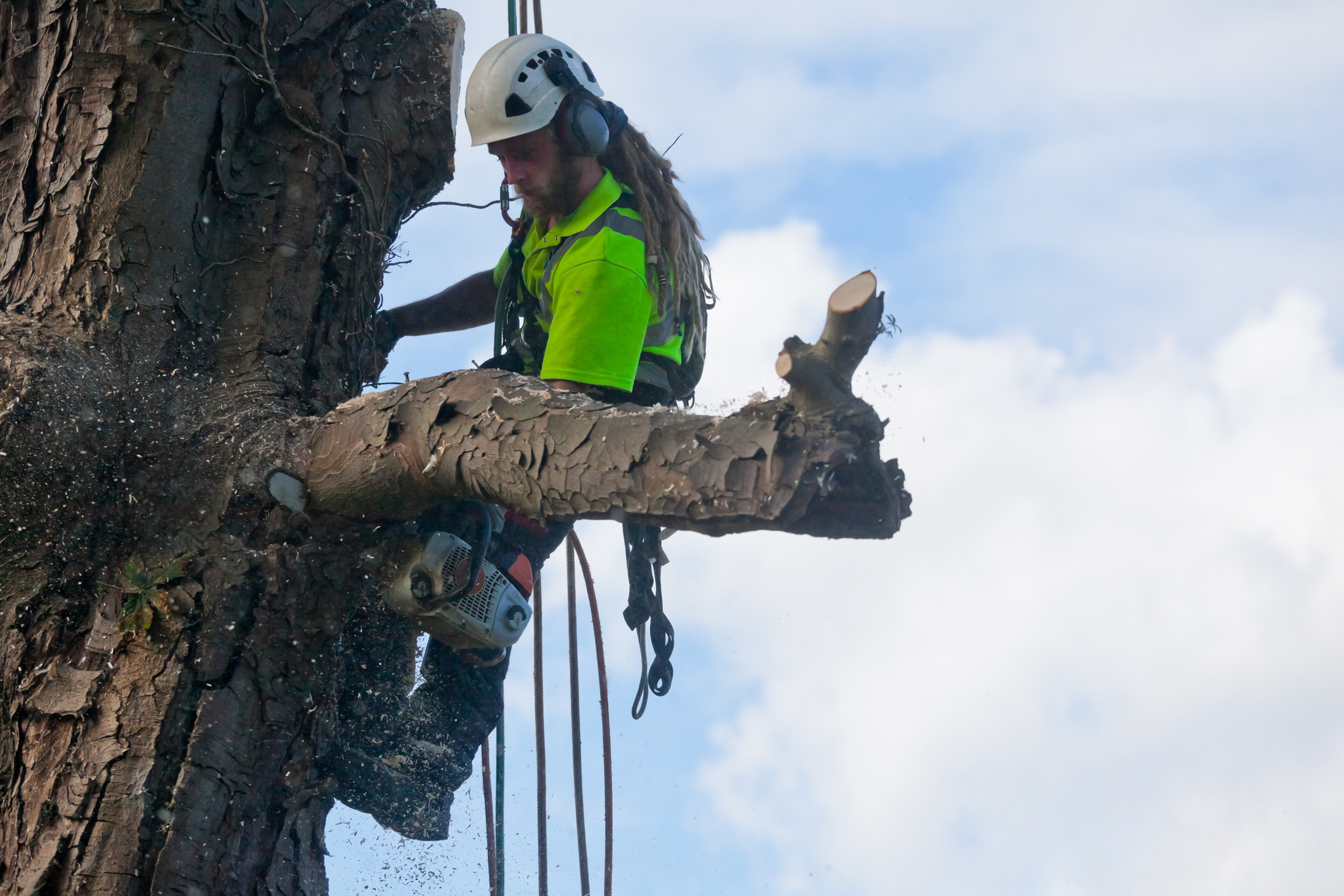 Expert Insights: Essential Tips for Successful Tree Removal