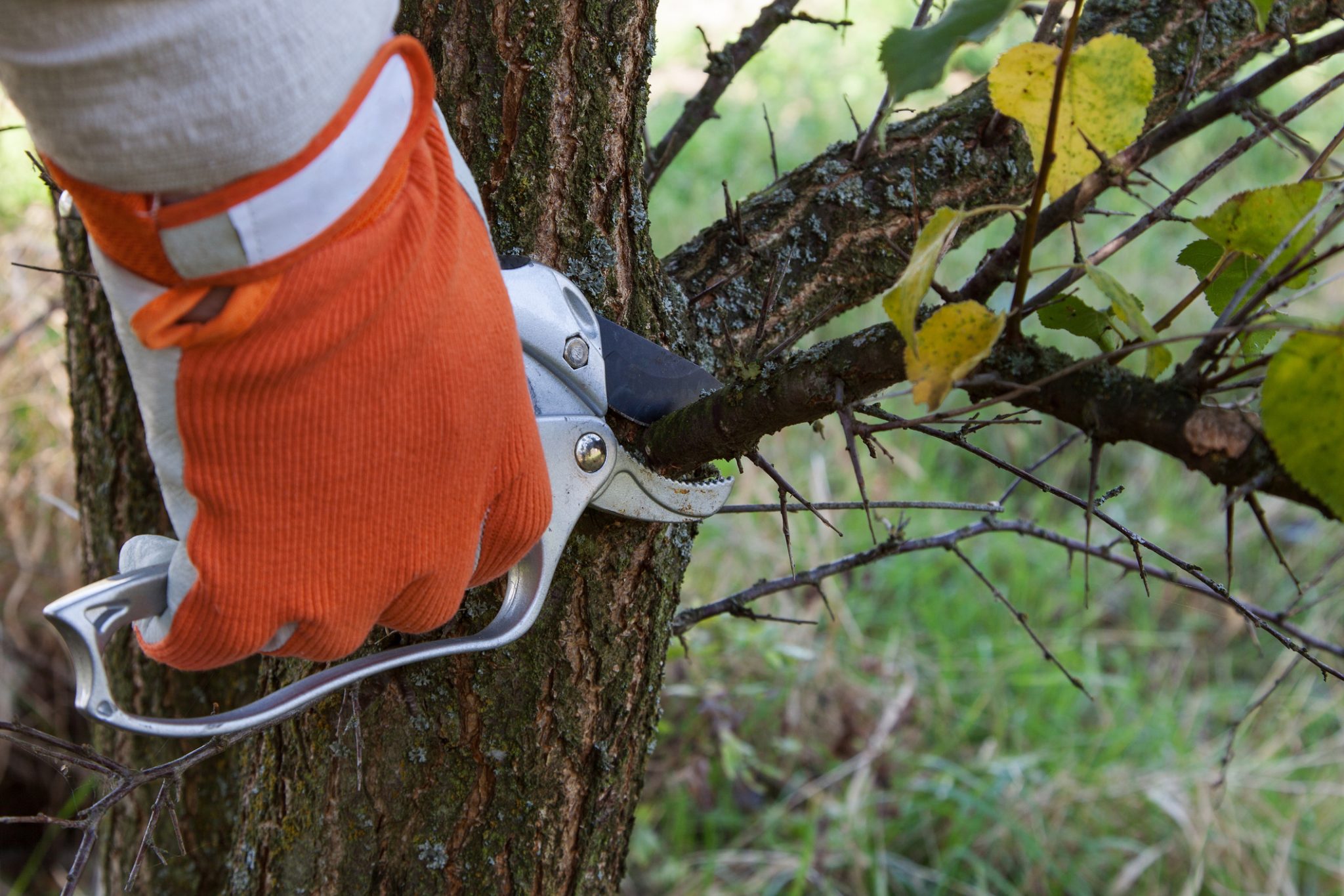 Tree Pruning vs. Cutting Services: Which Does Your Tree Need?