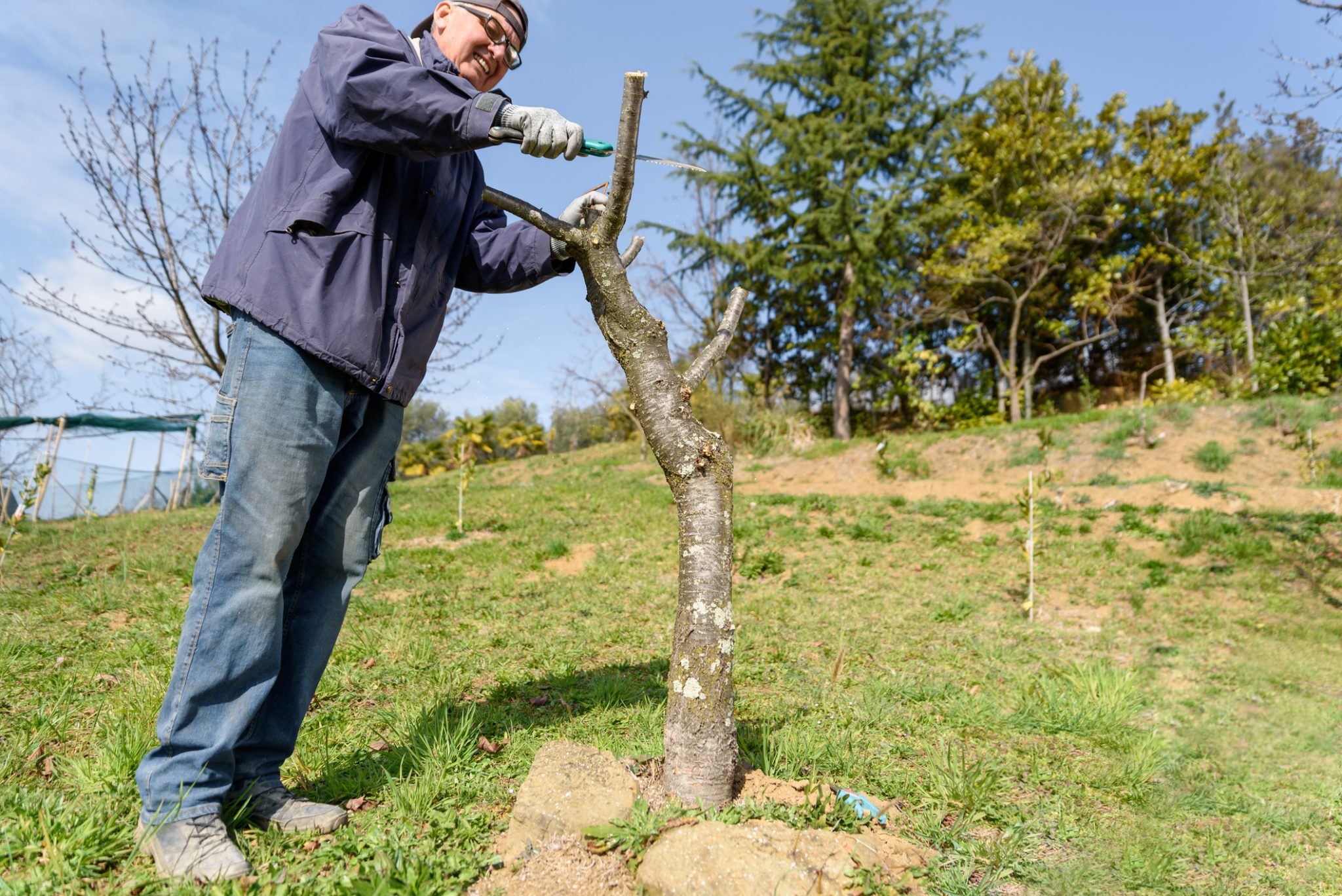 Revitalizing Landscapes After Tree Cutting: Replanting Strategies