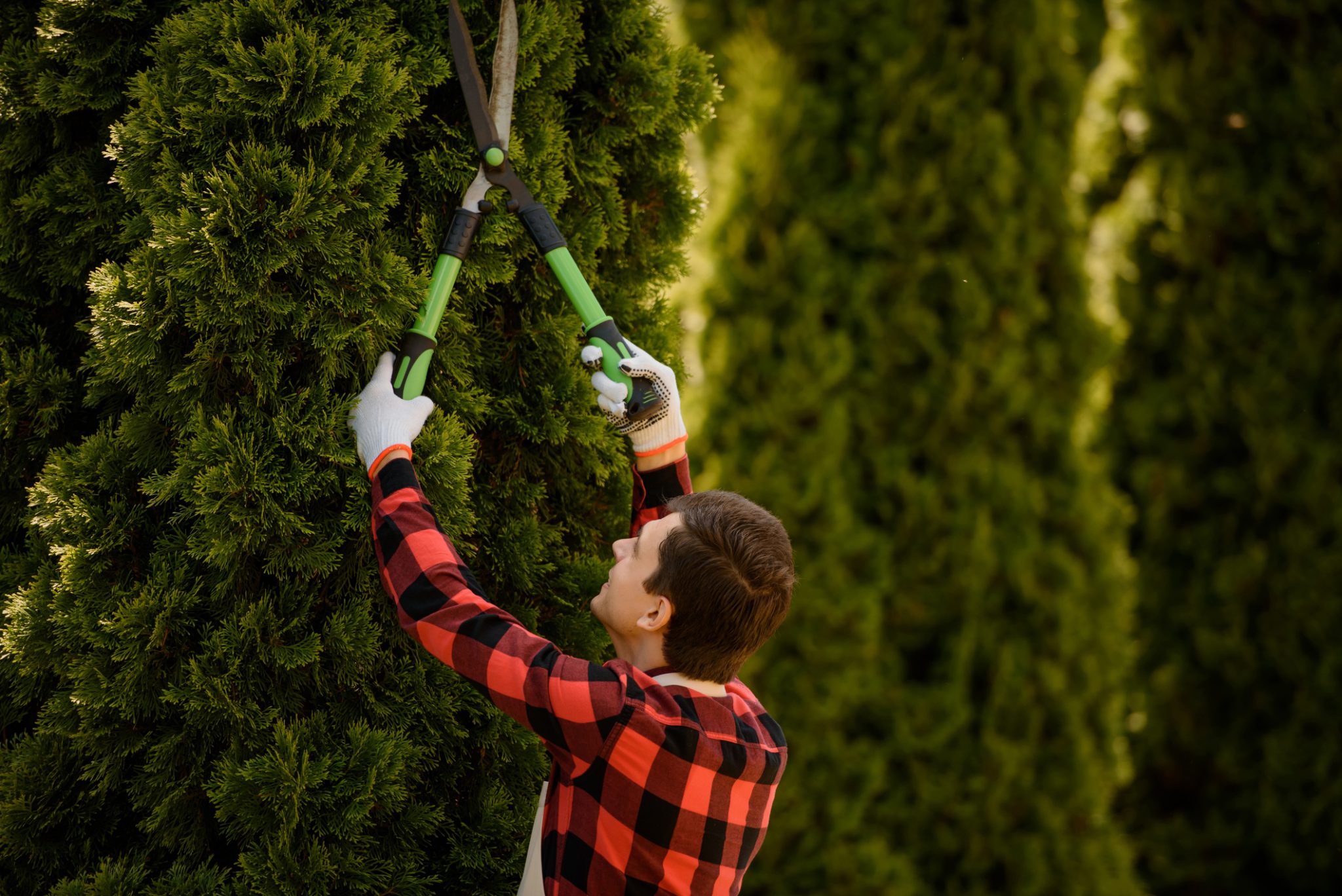 Mastering the Art of Tree Trimming: A Guide to Pruning Like a Pro