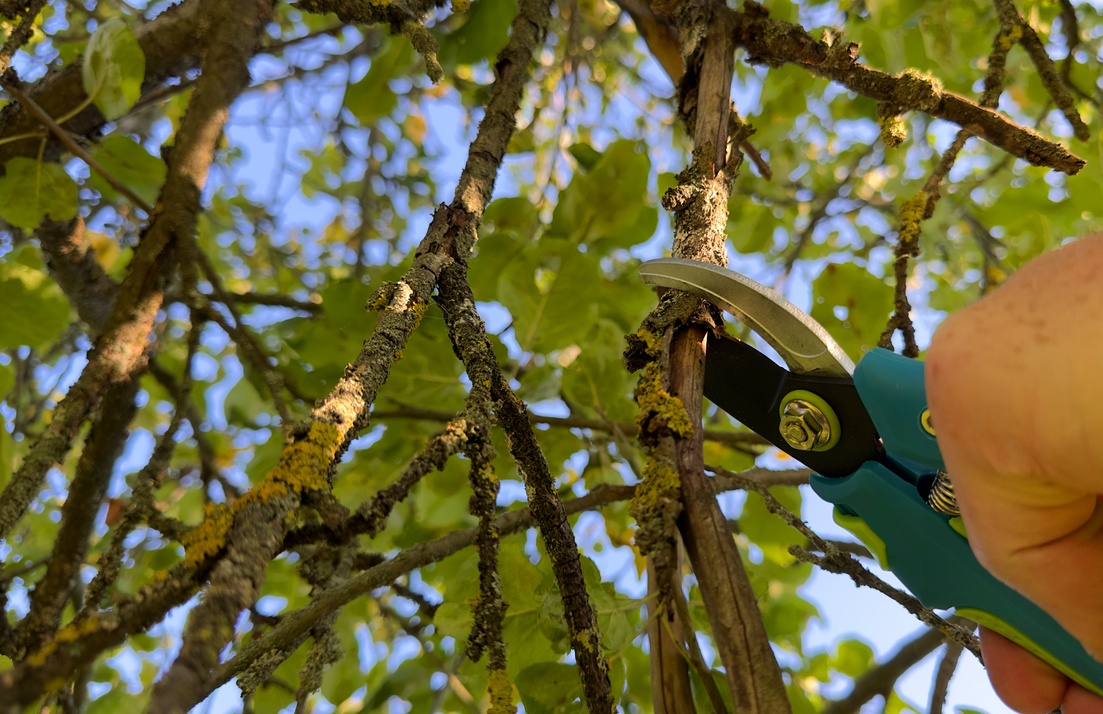 Avoiding Common Mistakes in Tree Trimming: Essential Tips