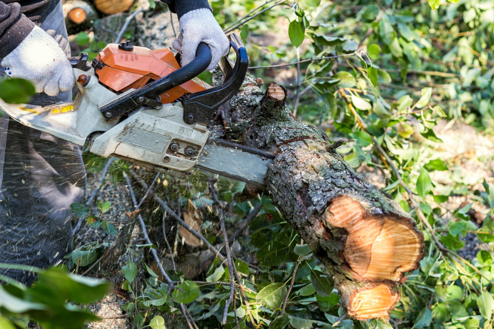 Tree Care Services Bellevue, WA | Tree Removal & Trimming